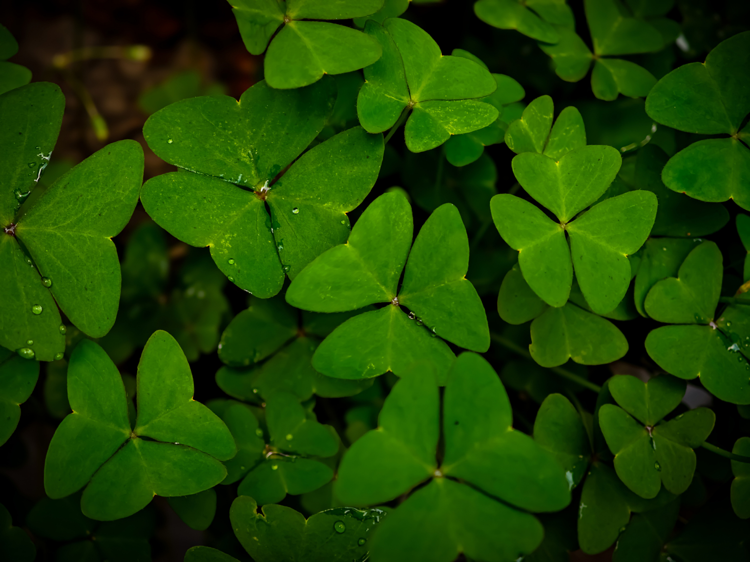 Celebrate an American-made St. Patrick's Day - Alliance for American ...